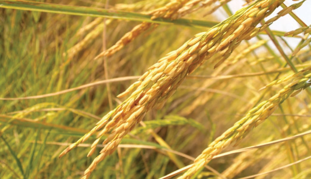 THE RICE SECTOR IN NORTHERN GHANA – Ghana-Made